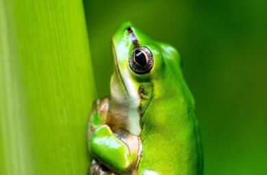 7 Ways to Connect With Your Spirit Animal ⋆ LonerWolf