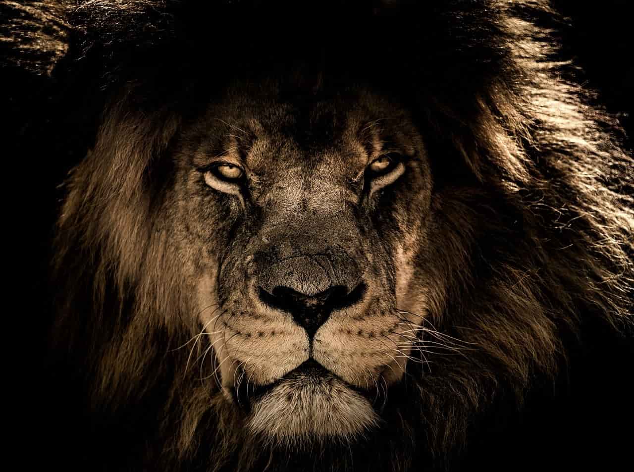 7 Ways to Connect With Your Spirit Animal ⋆ LonerWolf