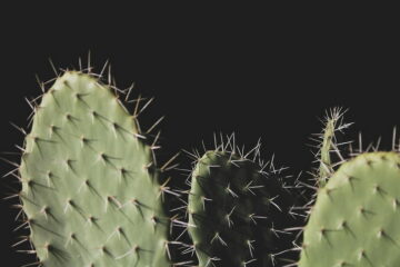 Anima and Animus: How to Balance Divine Feminine/Masculine ⋆ LonerWolf