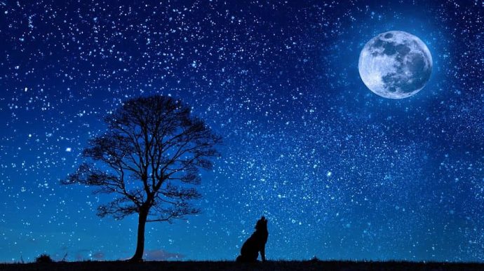 How to Embrace Being a Lone Wolf and Walk Your OWN Path ⋆ LonerWolf