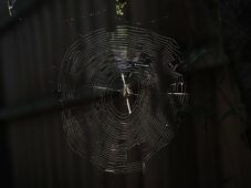 Toxic Core Beliefs: 9 Ways to Transmute Them ⋆ LonerWolf