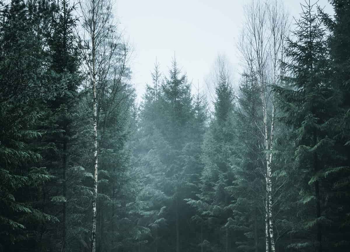 Our Principles ⋆ LonerWolf