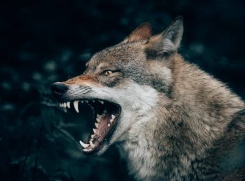 The Two Wolves Story (Here's its Deeper Meaning) ⋆ LonerWolf