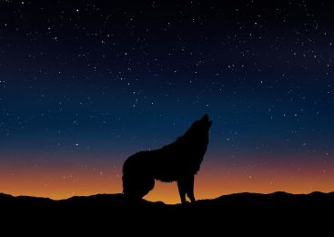 The Two Wolves Story (Here's its Deeper Meaning) ⋆ LonerWolf