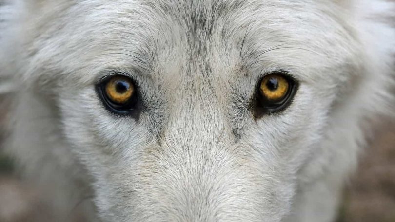 The Two Wolves Story Here s Its Deeper Meaning LonerWolf