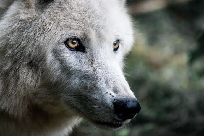 The Two Wolves Story (Here's its Deeper Meaning) ⋆ LonerWolf