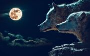 The Two Wolves Story (Here's its Deeper Meaning) ⋆ LonerWolf