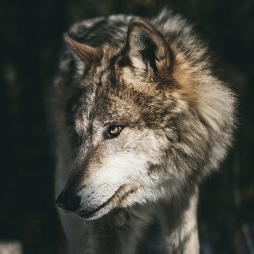 Walk the path less traveled ⋆ LonerWolf