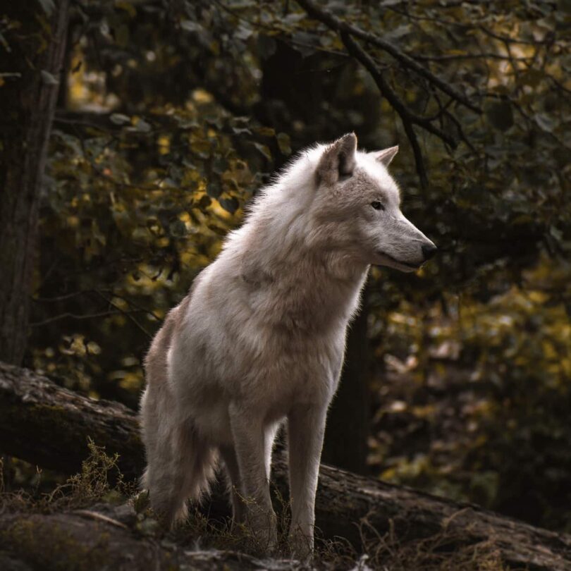 Walk the path less traveled ⋆ LonerWolf