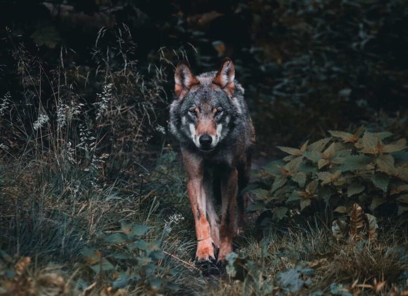 Our Principles ⋆ LonerWolf