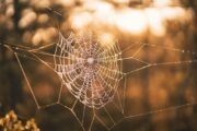 The Truth About Healing Alone (And Why It’s Perfectly Okay) ⋆ LonerWolf